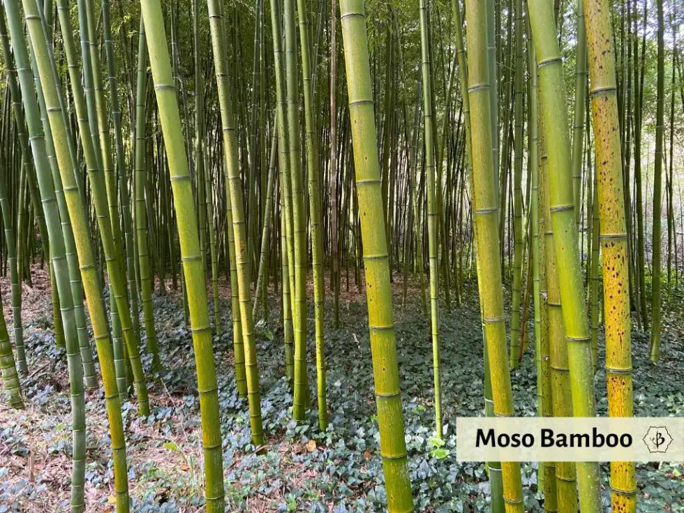 Growing bamboo for profit: Green gold - Bambu Batu