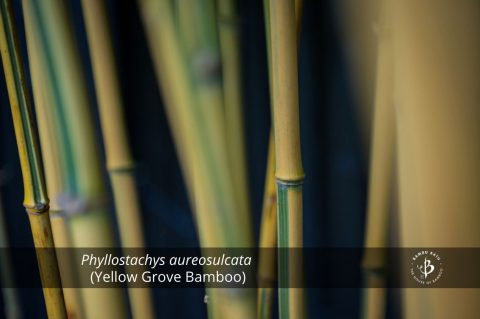 Growing Bamboo in Canada - Bambu Batu