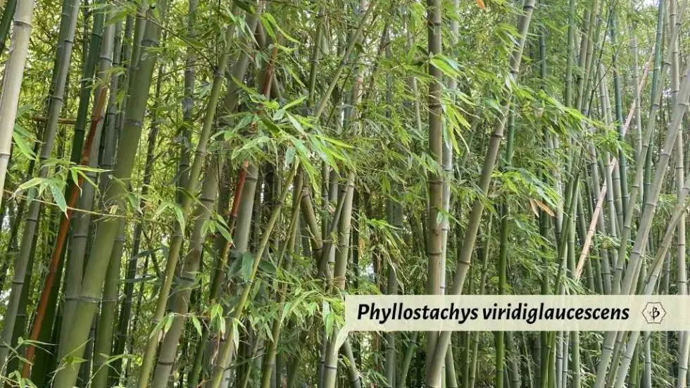 Genus Phyllostachys: Prolific bamboo for all climates - Bambu Batu