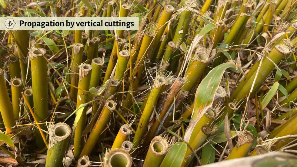 Growing Bamboo: A complete how-to guide - Bambu Batu