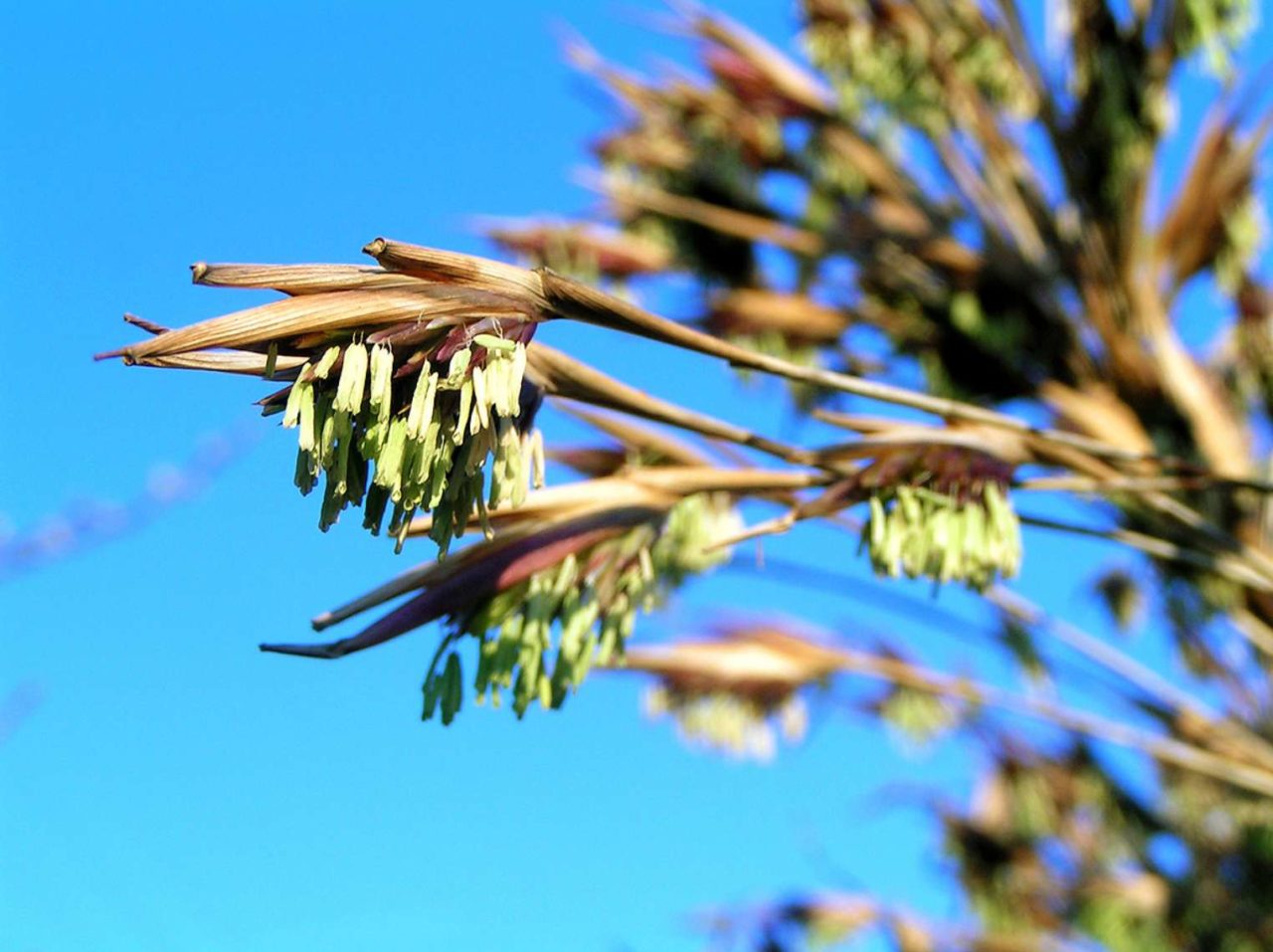 Bamboo Flowering: A botanical phenomenon - Bambu Batu