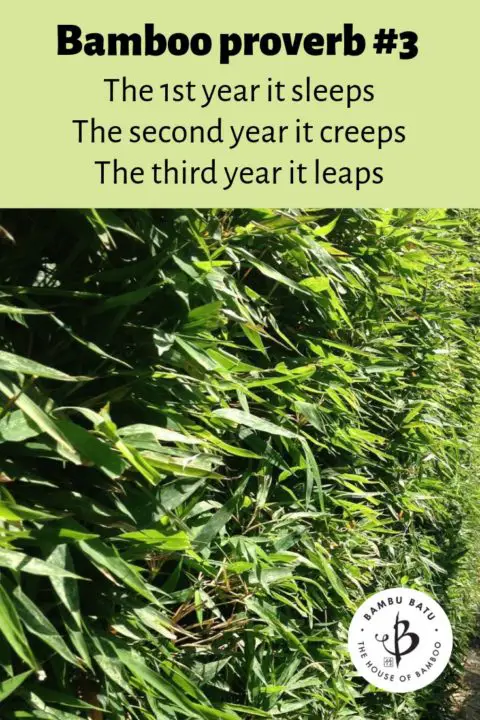 12 Common Questions about Bamboo: Ask the experts - Bambu Batu