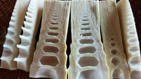 Growing bamboo for food: 11 Edible Species - Bambu Batu