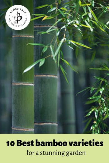 10 Best Bamboo Varieties for Your Garden - Bambu Batu