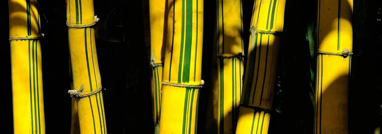 Tropical bamboo for Florida and the Deep South - Bambu Batu