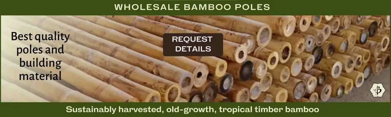 The best bamboo species for poles - Bambu Batu