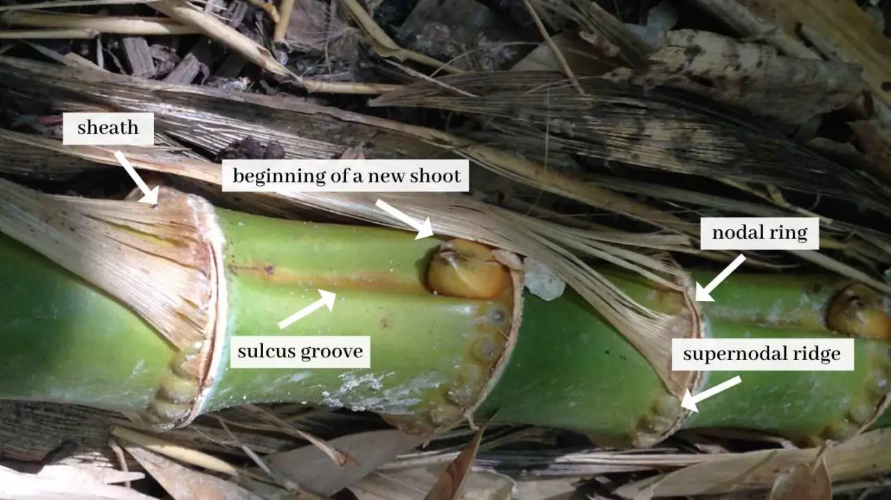 Bamboo Terms and Vocabulary - Bambu Batu