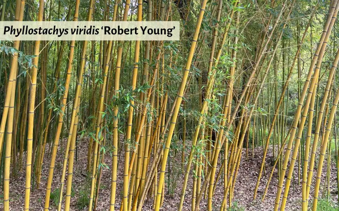 Exotic bamboo varieties for your garden - Bambu Batu