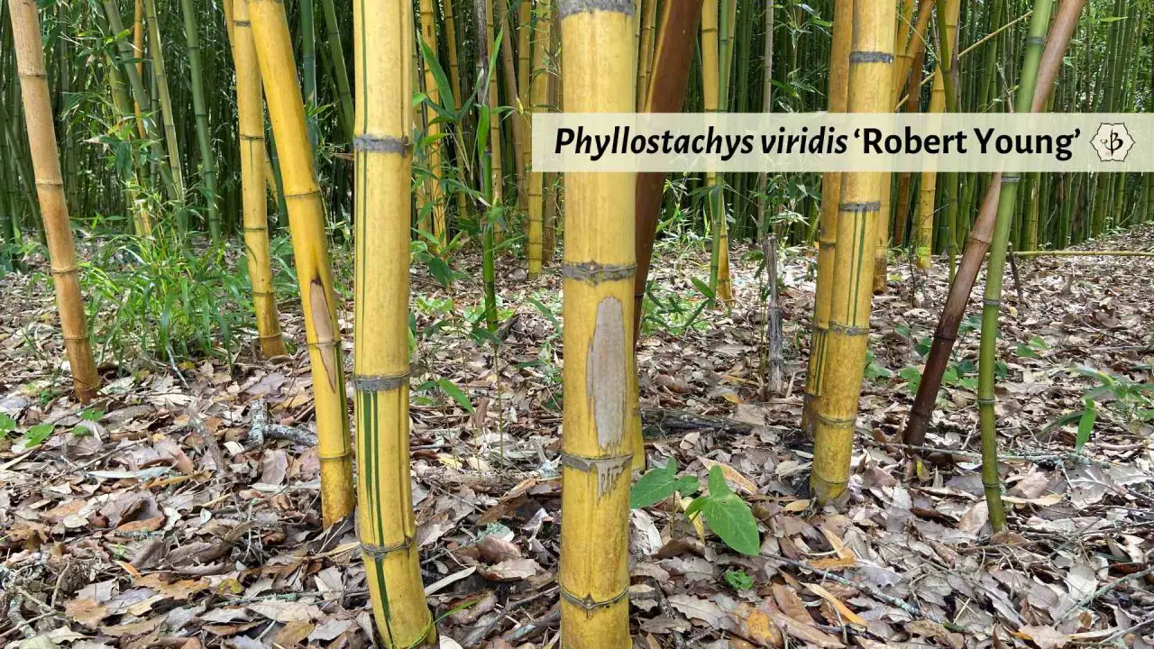Growing Bamboo: A complete how-to guide - Bambu Batu