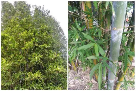 Bambusa oldhamii: Chinese timber bamboo - Bambu Batu
