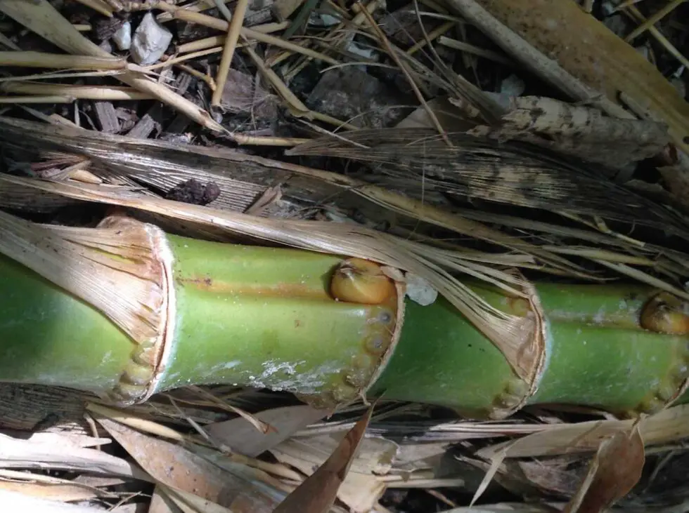 8 Most dangerous bamboo varieties to beware of - Bambu Batu
