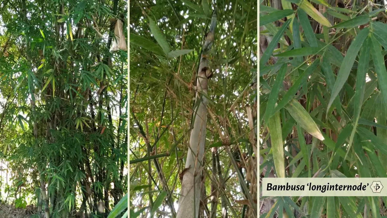 Bamboo in Africa: A green bounty - Bambu Batu