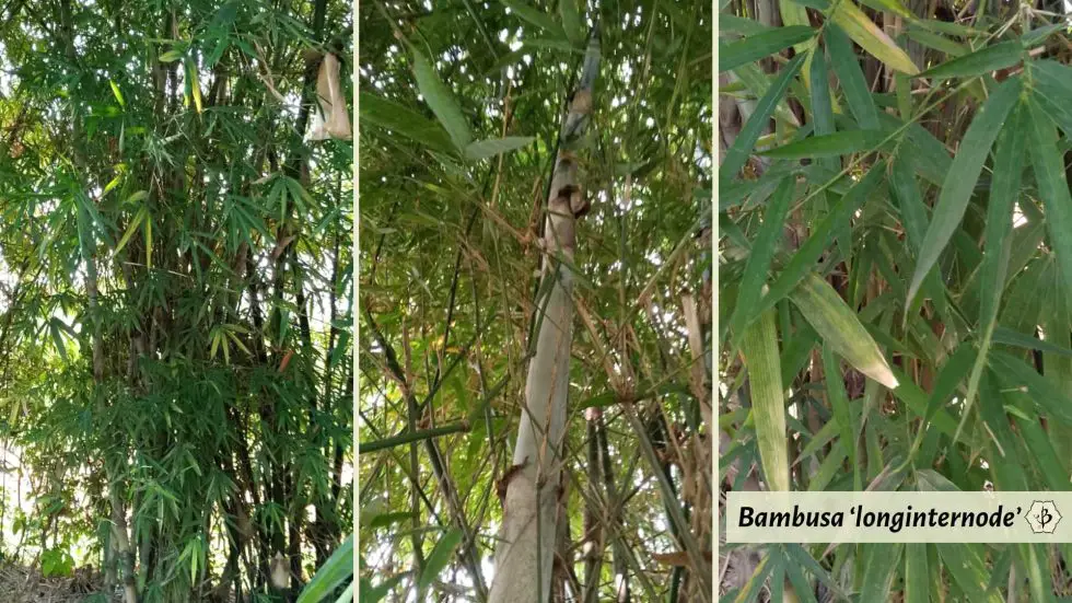 Bamboo in Kenya: Greening the hills of Africa - Bambu Batu