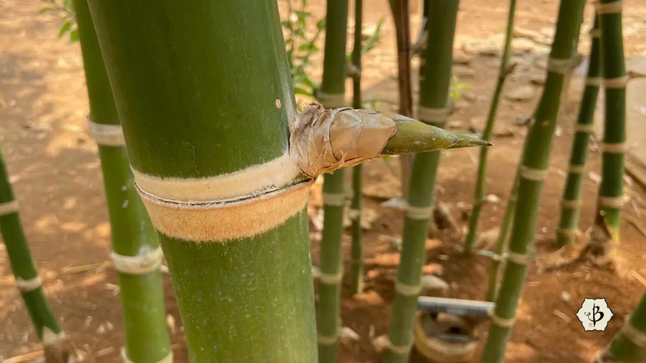 8 Most dangerous bamboo varieties to beware of - Bambu Batu