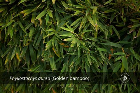 8 Most dangerous bamboo varieties to beware of - Bambu Batu