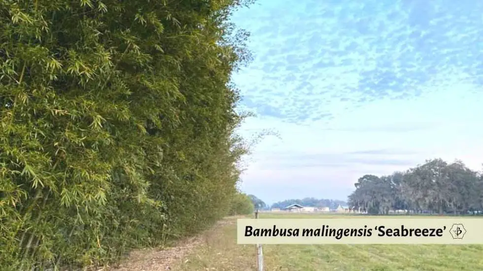 Bambusa malingensis: Seabreeze bamboo and windbreak varieties - Bambu Batu