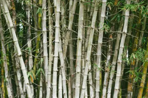 8 Most dangerous bamboo varieties to beware of - Bambu Batu