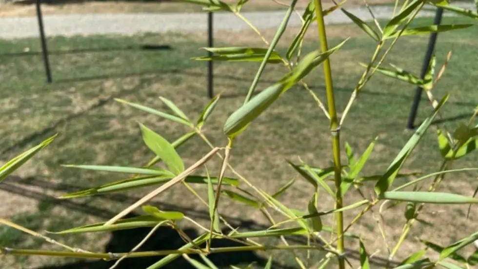 Drought-tolerant bamboo for dry climates - Bambu Batu