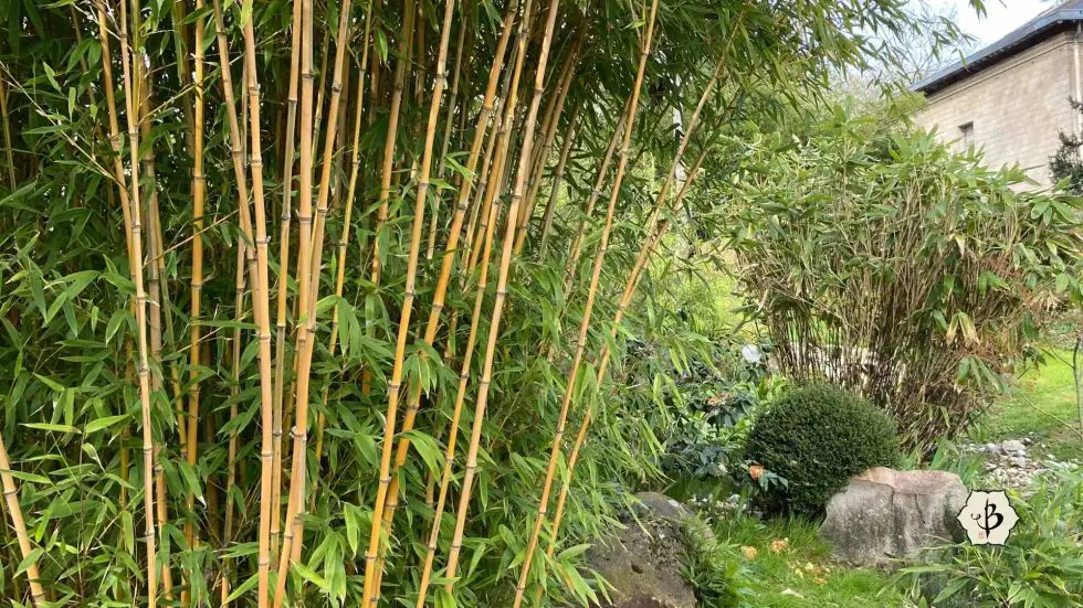 Living Fences with Bamboo - Bambu Batu