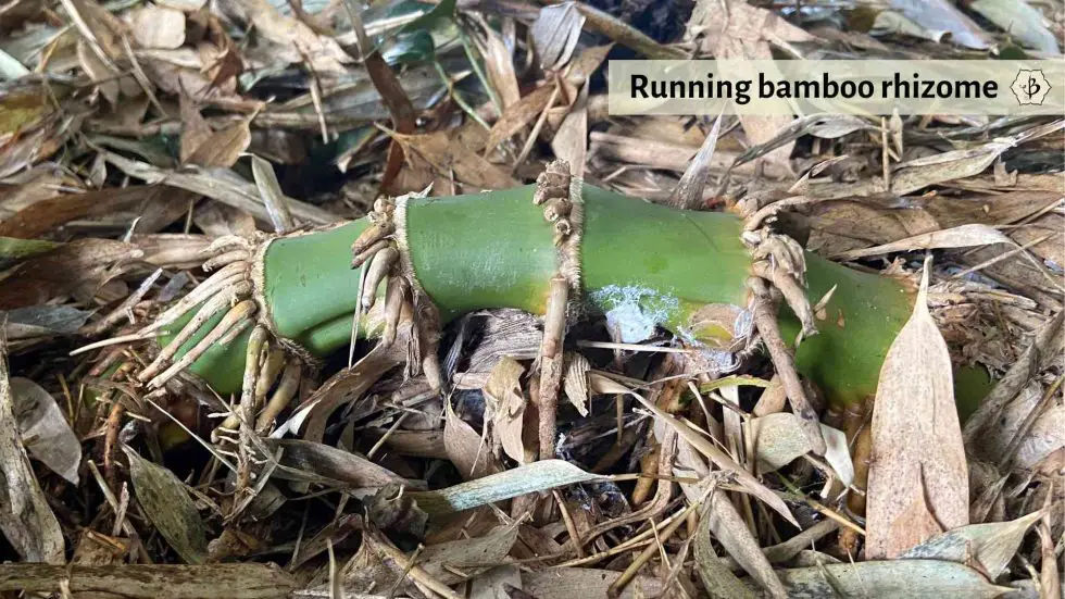 Bamboo Terms and Vocabulary - Bambu Batu