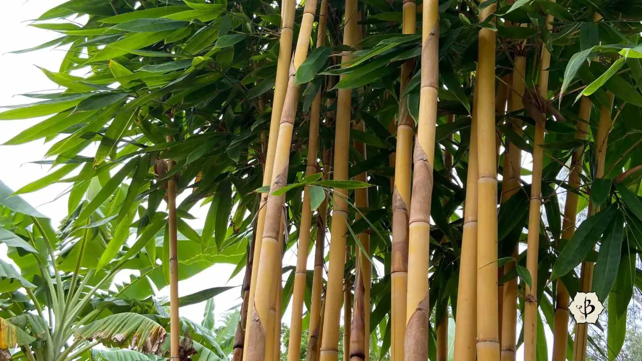 The Ultimate Bamboo Species Directory - Bambu Batu