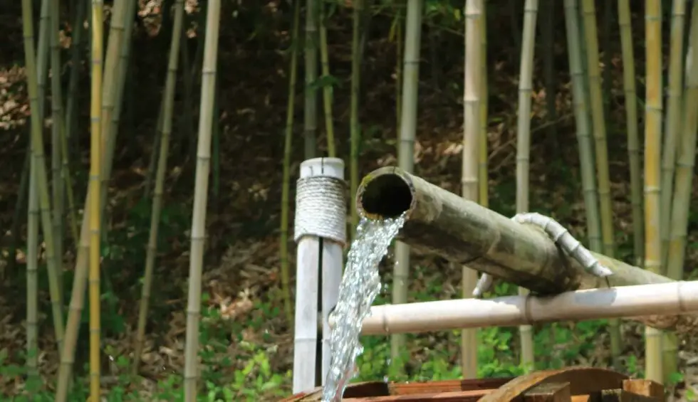 Watering bamboo: How much and when - Bambu Batu