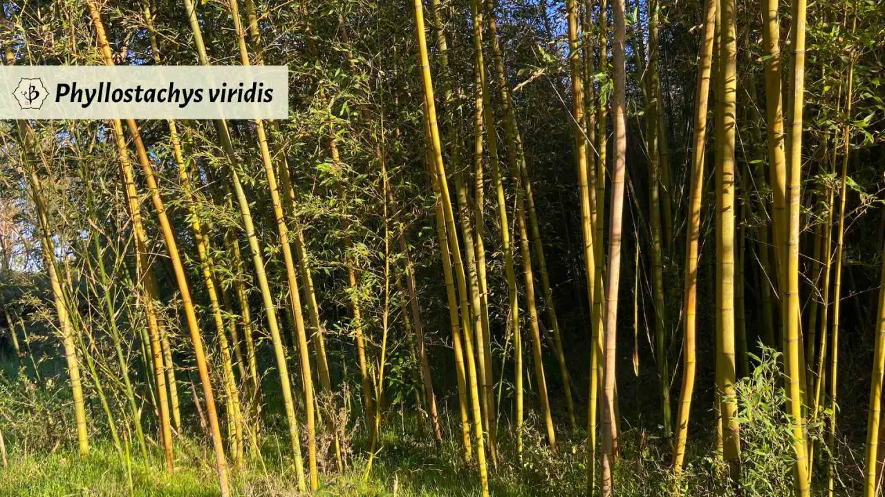 Genus Phyllostachys: Prolific bamboo for all climates - Bambu Batu
