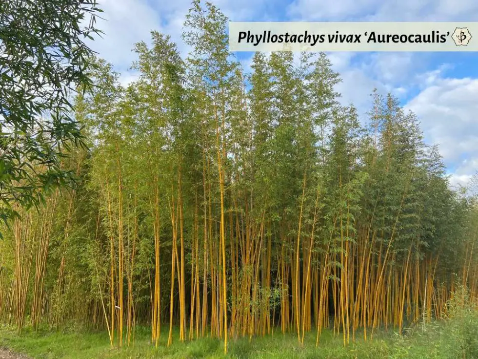 Genus Phyllostachys: Prolific bamboo for all climates - Bambu Batu