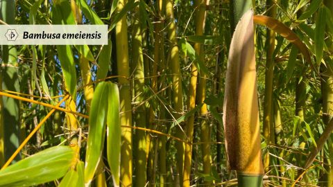 Genus Bambusa: Paragon of bamboo - Bambu Batu