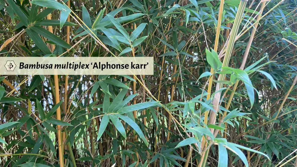 Genus Bambusa: Paragon of bamboo - Bambu Batu