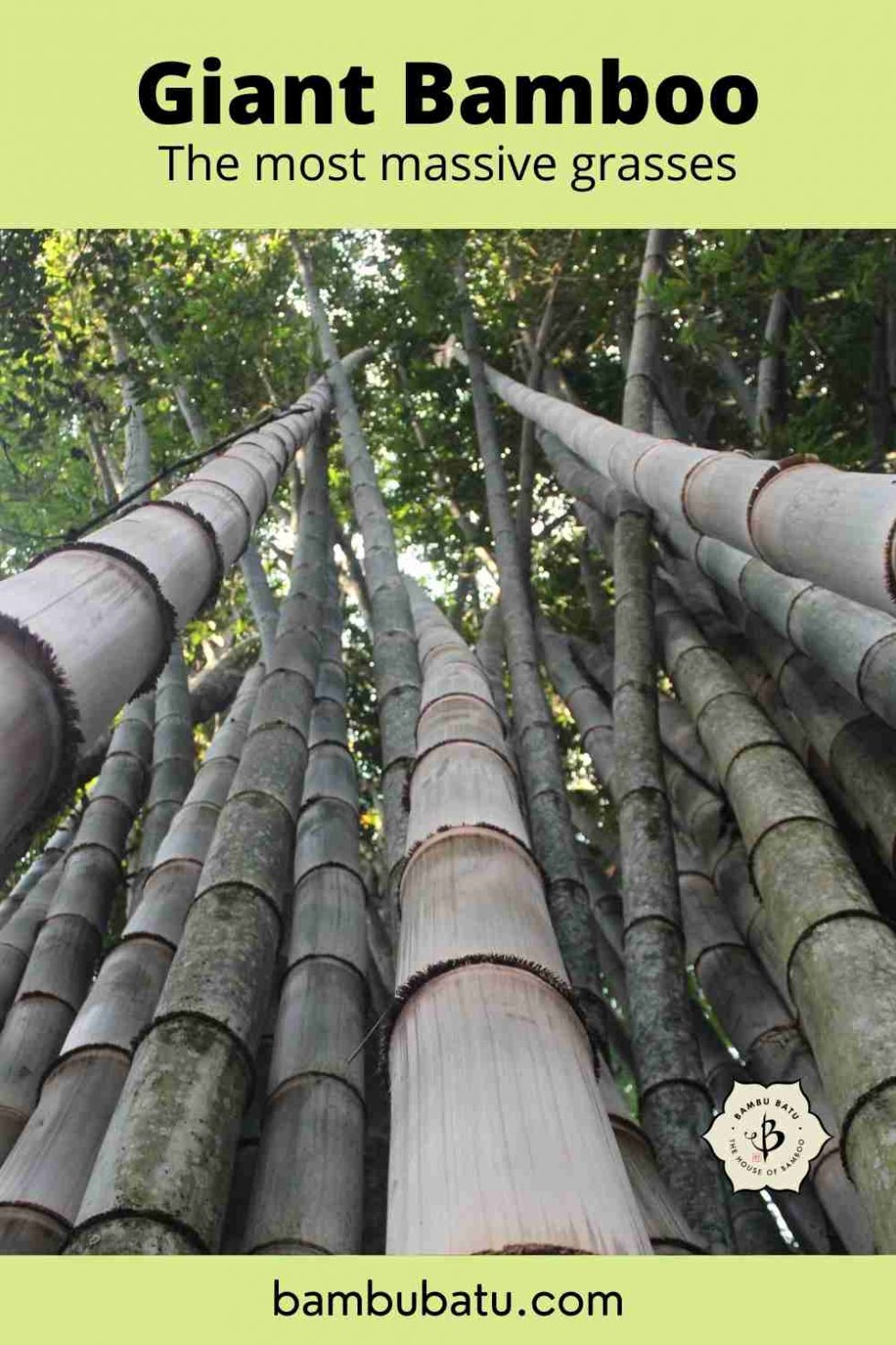 Giant Bamboo: Massive grasses - Bambu Batu