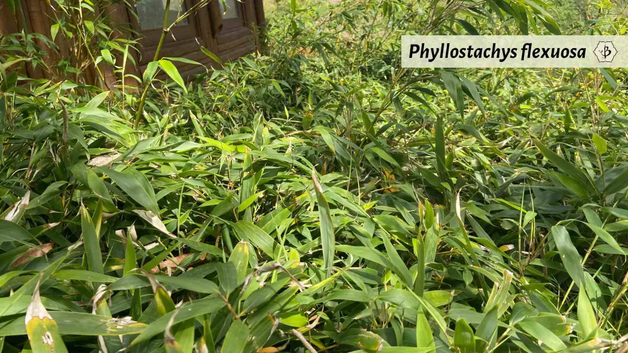 Genus Phyllostachys: Prolific bamboo for all climates - Bambu Batu