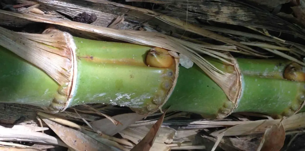 Bamboo Morphology: 9 Parts of the bamboo plant - Bambu Batu