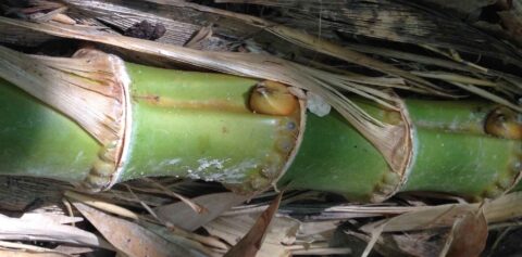 Bamboo Morphology: 9 Parts of the bamboo plant - Bambu Batu