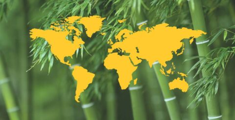 Where does bamboo come from? - Bambu Batu