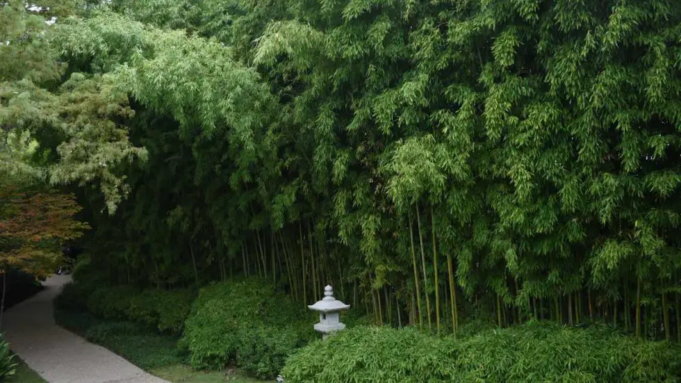 Bambusa malingensis: Seabreeze bamboo and windbreak varieties - Bambu Batu