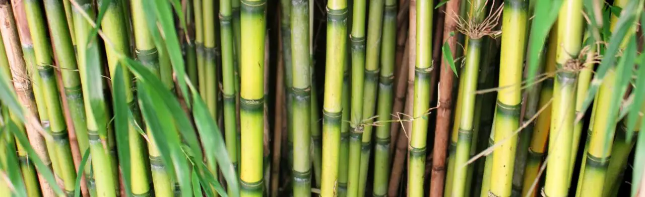 Drought-tolerant bamboo for dry climates - Bambu Batu