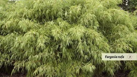 Genus Fargesia: Clumping bamboo for cold climates - Bambu Batu
