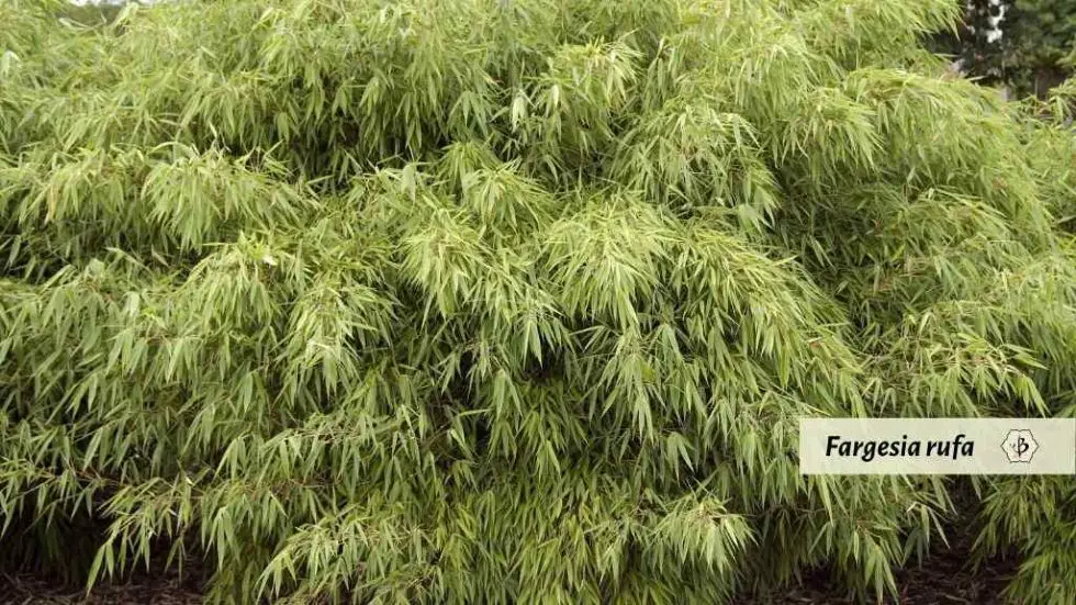 Genus Fargesia: Clumping bamboo for cold climates - Bambu Batu