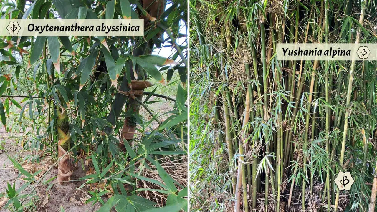 Bamboo in Africa: A green bounty - Bambu Batu