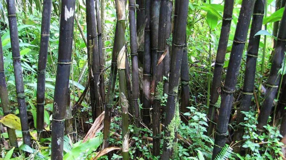 Bambusa lako: Timor Black Bamboo - Bambu Batu