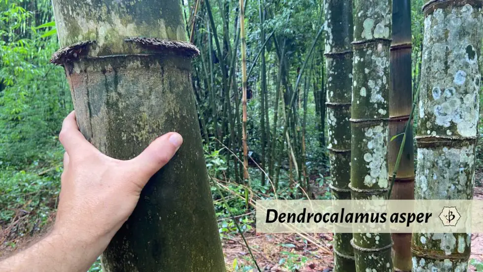 Iron Bamboo: Stronger than steel - Bambu Batu