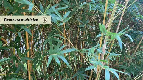 Bambusa multiplex: A bamboo with multiple personalities - Bambu Batu