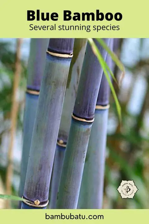 Blue Bamboo: Species that stand out - Bambu Batu