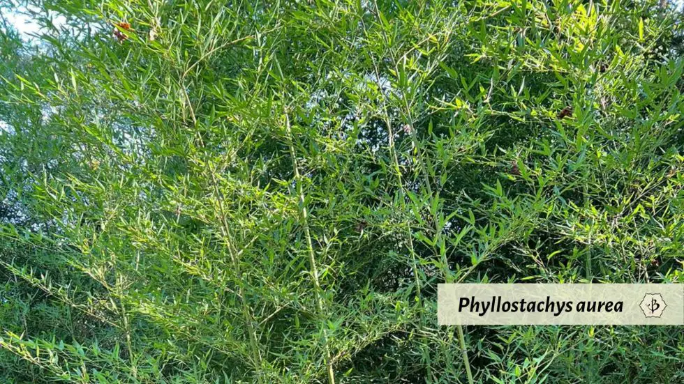 Genus Phyllostachys: Prolific bamboo for all climates - Bambu Batu