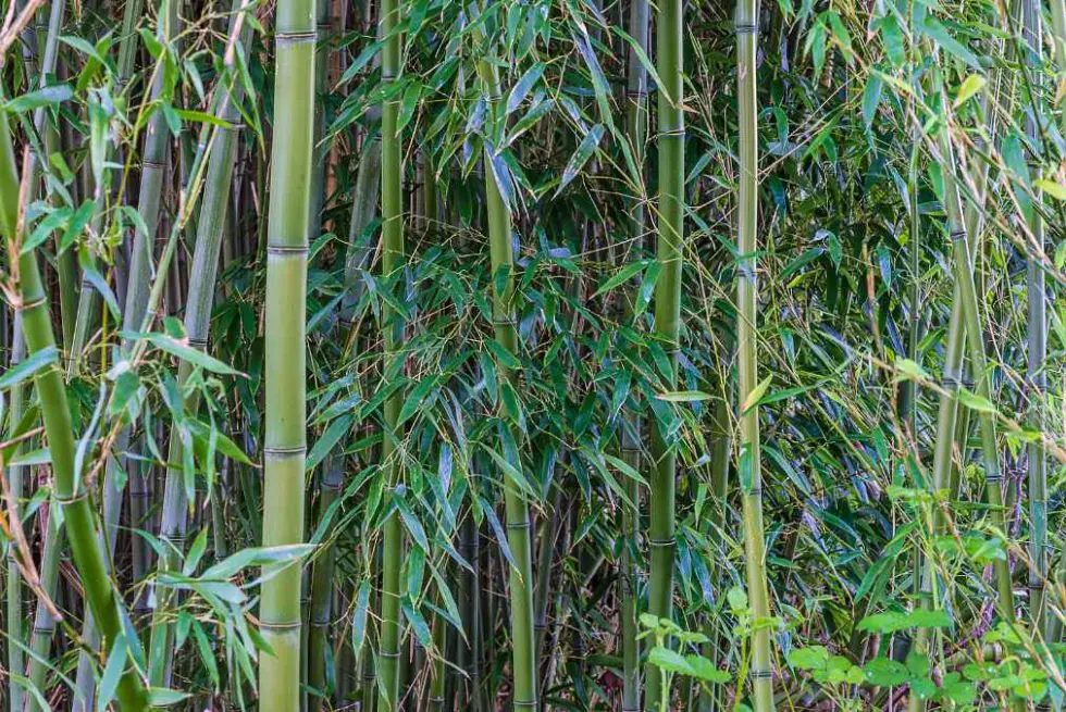 Temperate timber bamboo for cool climates - Bambu Batu