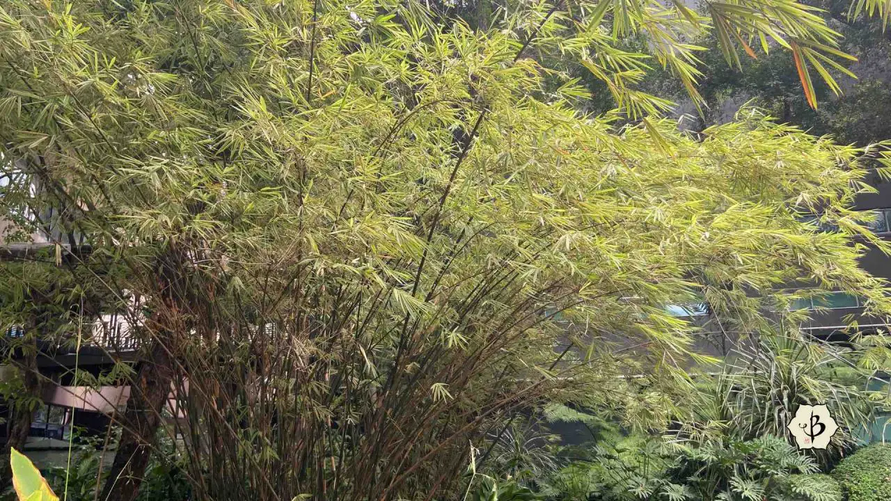Bamboo in the Philippines: Indigenous Abundance - Bambu Batu
