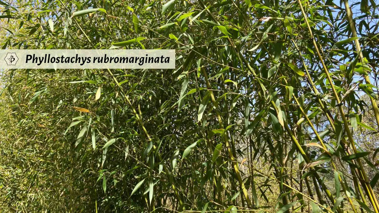 Bamboo in Texas: More than you can shake a stick at - Bambu Batu