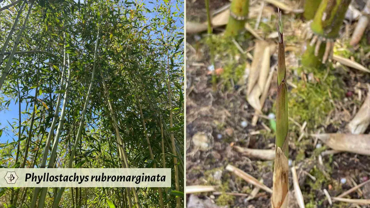 Genus Phyllostachys: Prolific bamboo for all climates - Bambu Batu