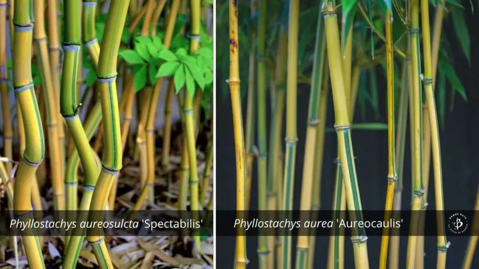 Bamboo with Stripes: Variegated varieties - Bambu Batu